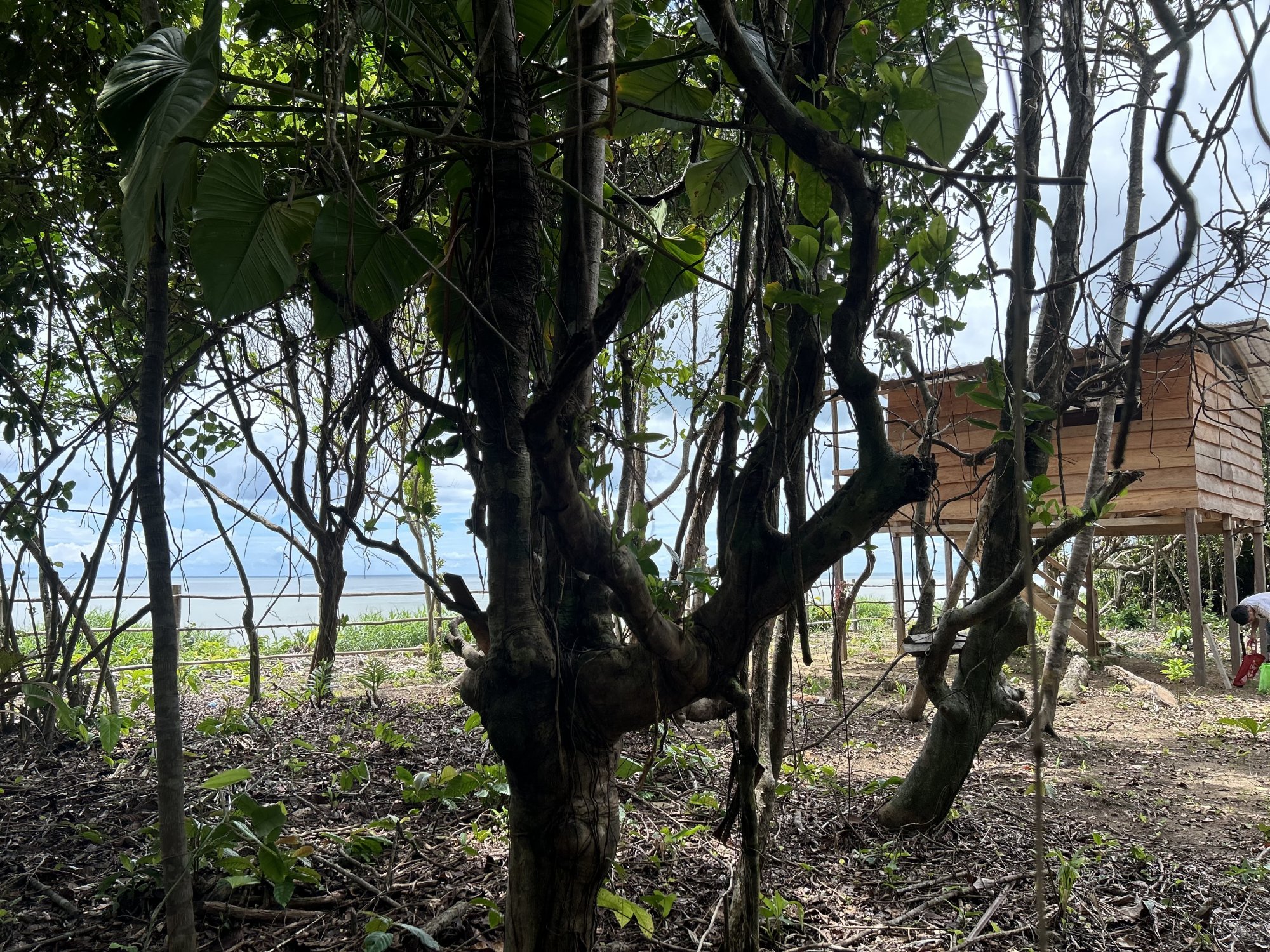 Properties Overlooking Tropical Caribbean Coastline for Sale in Miguel ...